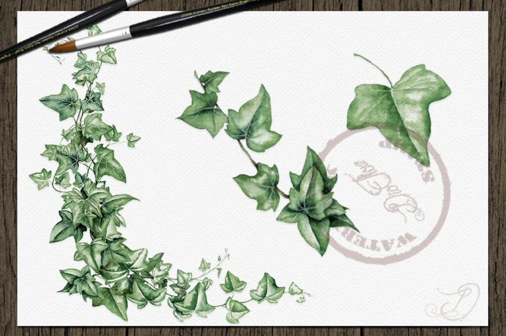 11 Ivy Watercolor Illustrations – MasterBundles