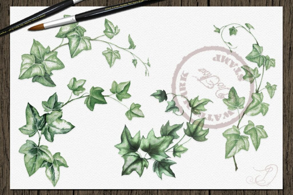 11 Ivy Watercolor Illustrations – MasterBundles