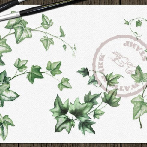 11 Ivy Watercolor Illustrations | Master Bundles