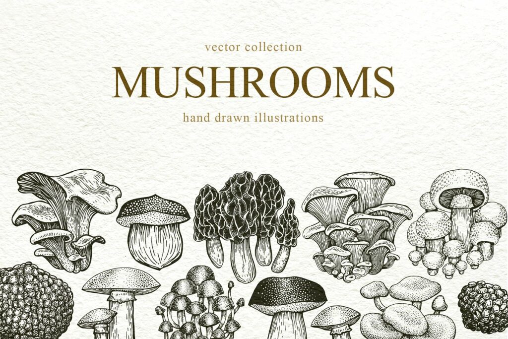 Mushrooms Vector Collection | Master Bundles