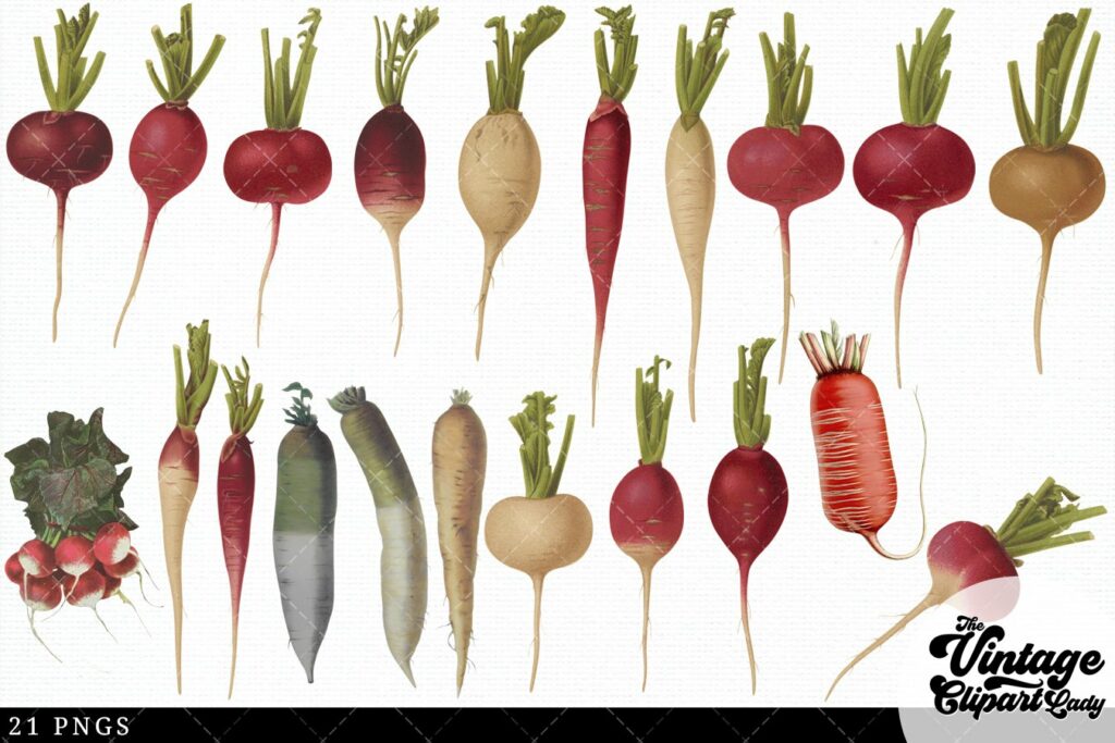 Radish Vintage Vegetable Botanical Clip Art – MasterBundles