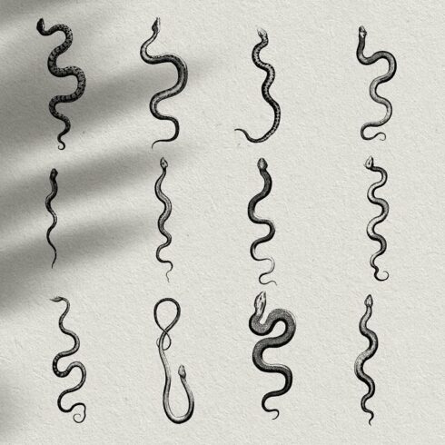 Snakes & Dragons Illustrations | Master Bundles