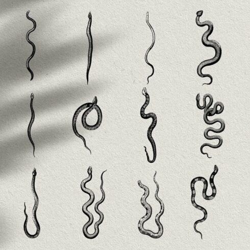 Snakes & Dragons Illustrations | Master Bundles