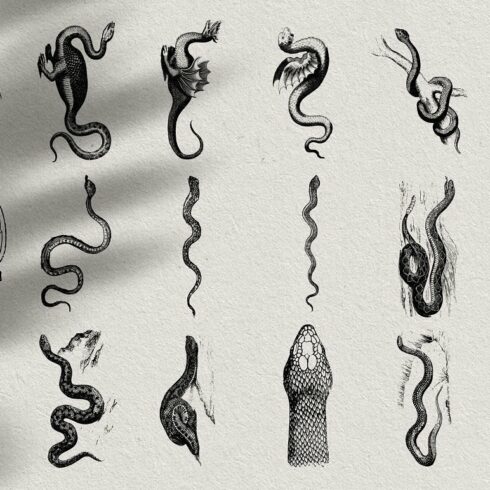 Snakes & Dragons Illustrations | Master Bundles