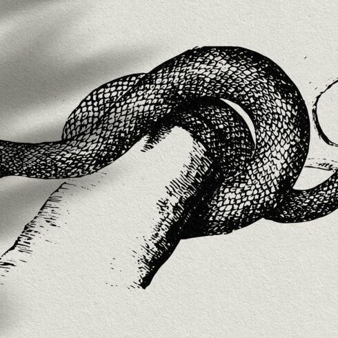 Snakes & Dragons Illustrations | Master Bundles