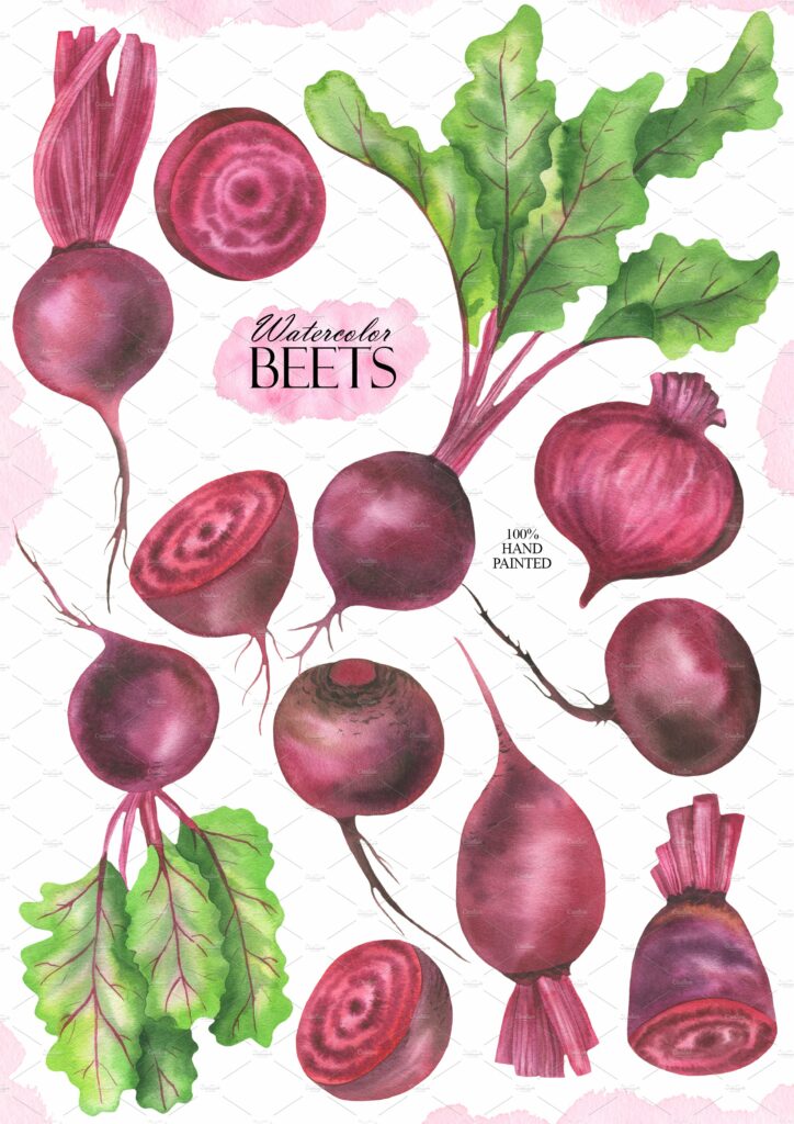 Watercolor Beet – MasterBundles