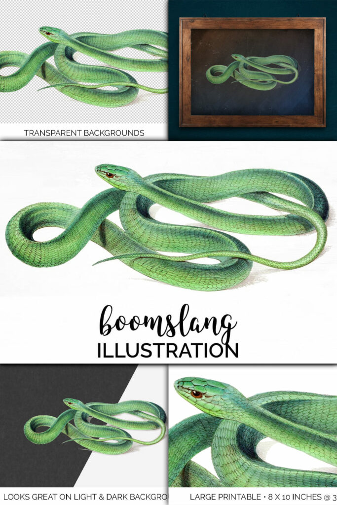 Vintage Snake Clipart – MasterBundles