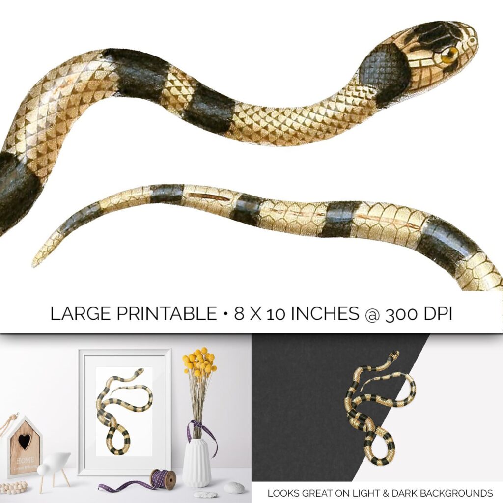 Snake Vintage Illustrations – MasterBundles