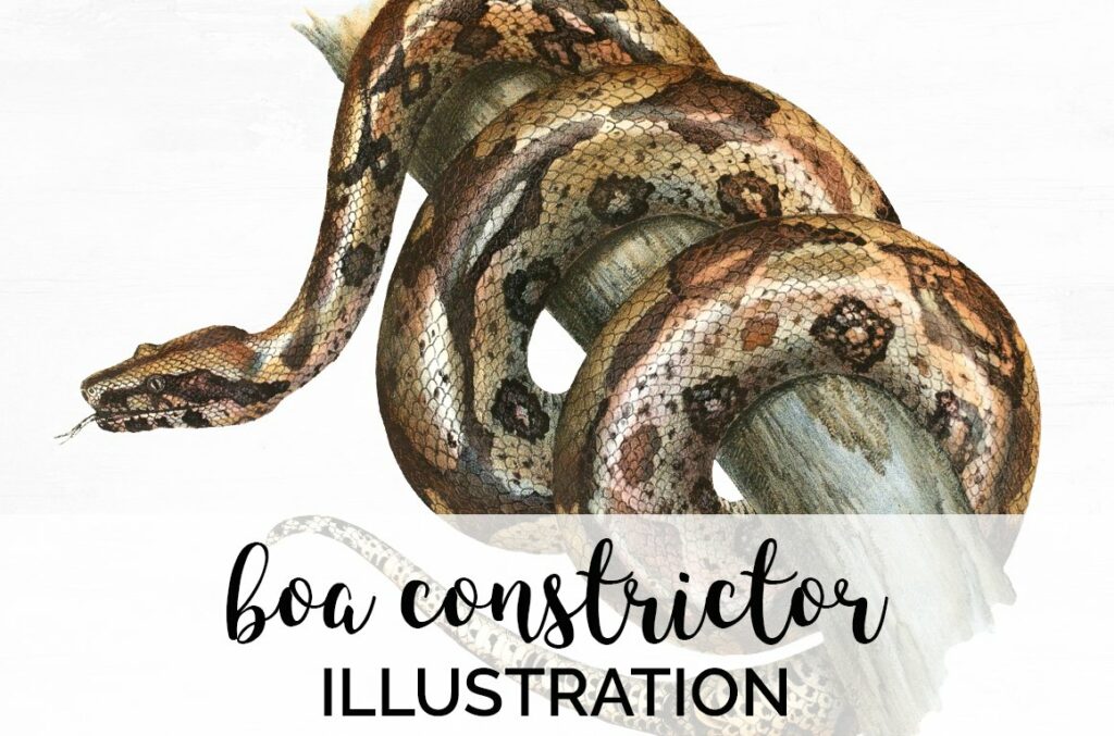 Snake Clipart Vintage – MasterBundles