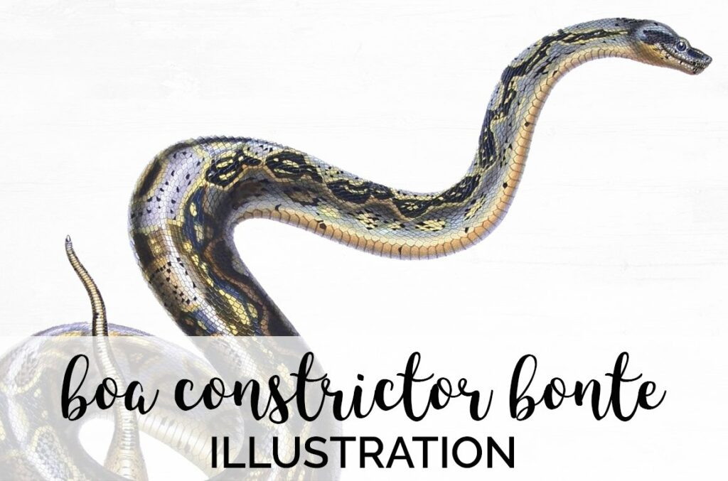 Snake Clipart Illustration – MasterBundles