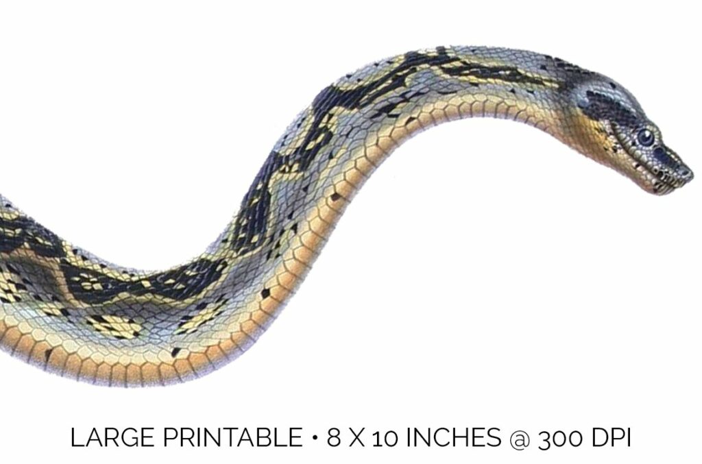 Snake Clipart Illustration – MasterBundles