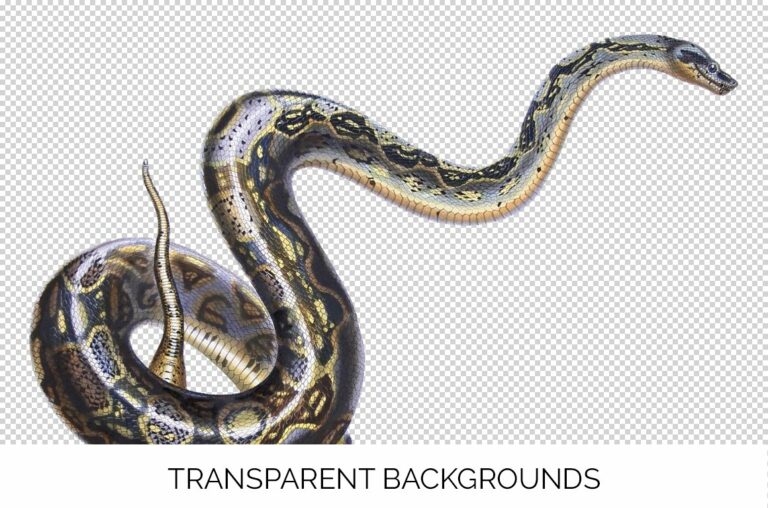 Snake Clipart Illustration – MasterBundles