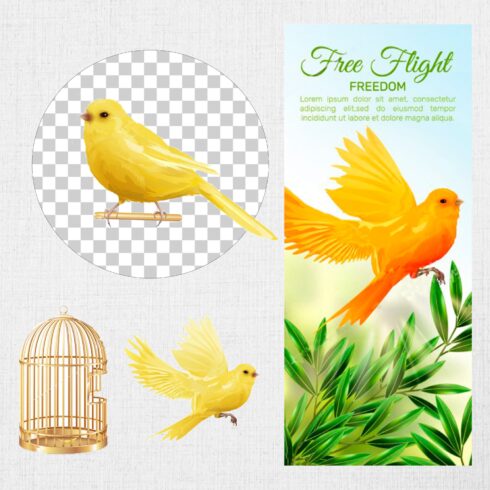 Canary Birds Set – MasterBundles