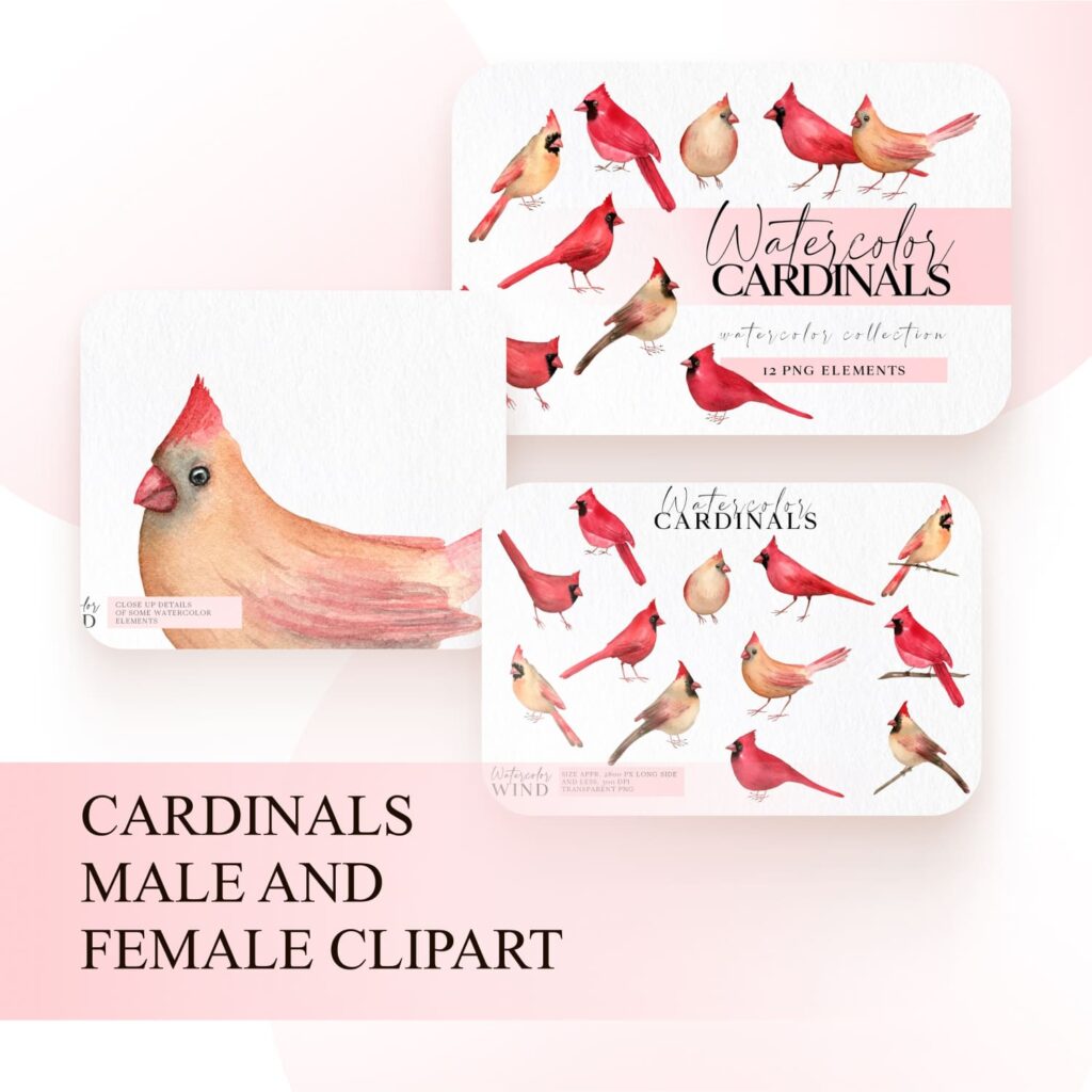 Cardinals Male and Female Clipart – MasterBundles