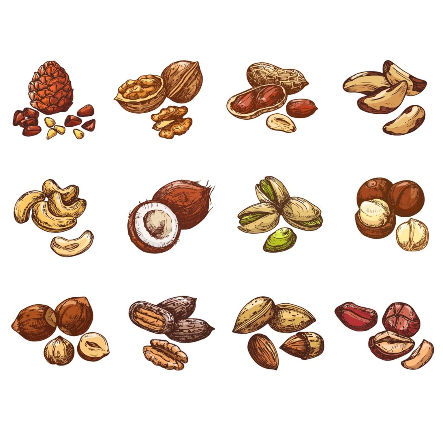 Cartoon Nuts (Almond, Peanut, Cashew, Hazelnut) - MasterBundles