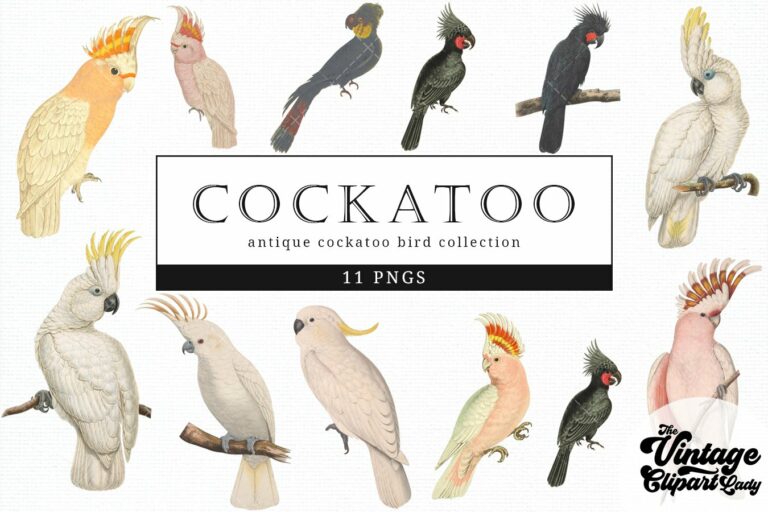 Cockatoo Vintage Bird Illustration Clip Art, Clipart – MasterBundles