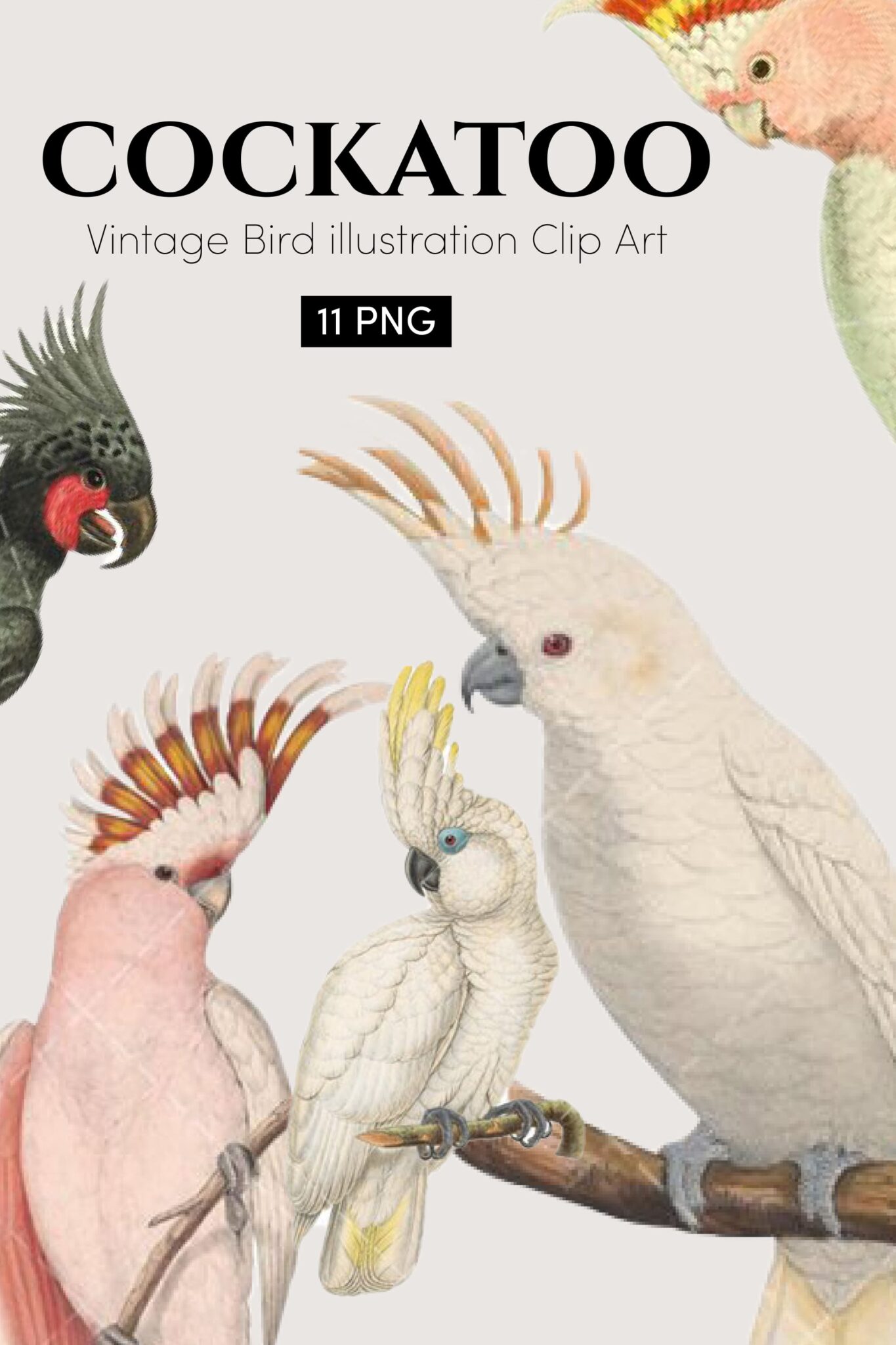 Cockatoo Vintage Bird Illustration Clip Art, Clipart – MasterBundles