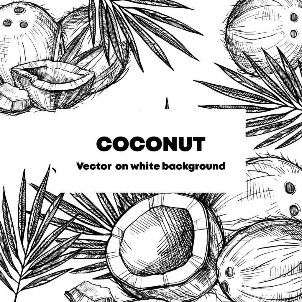 Coconut Vector Isolated on White Background. – MasterBundles