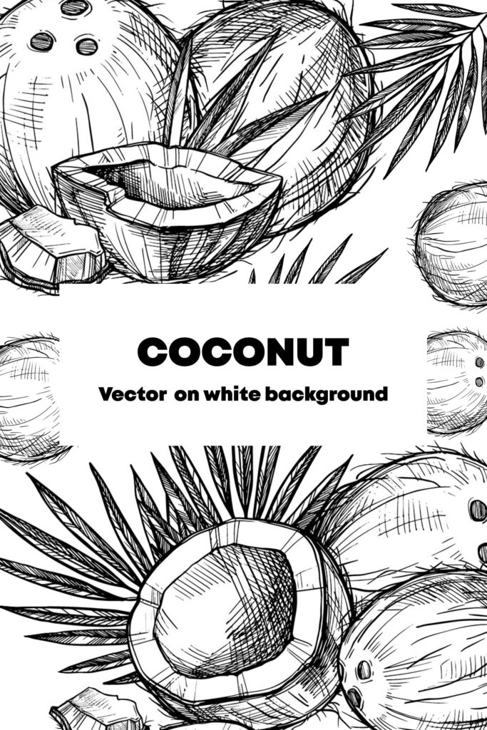 Coconut Vector Isolated on White Background. – MasterBundles