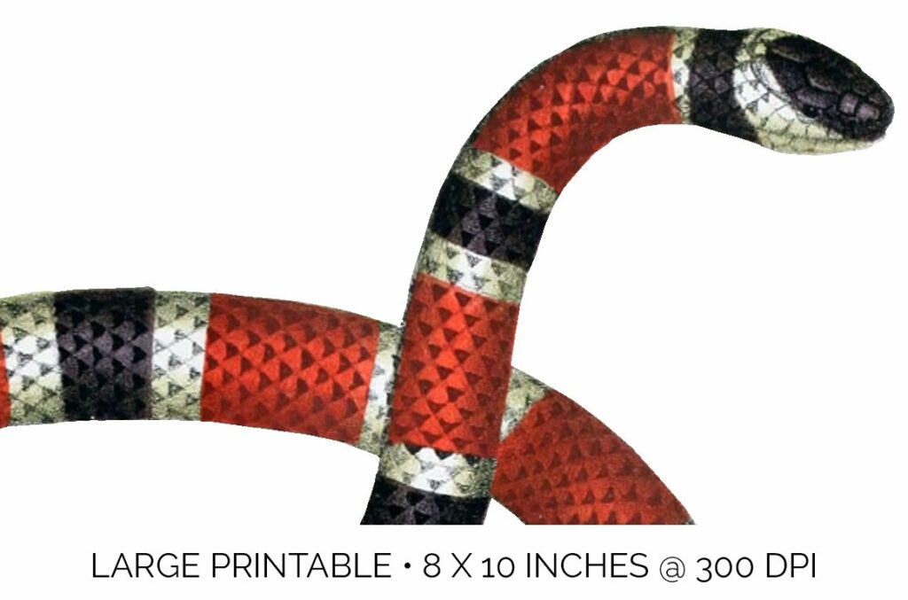 Snake Vintage Clipart Images – MasterBundles