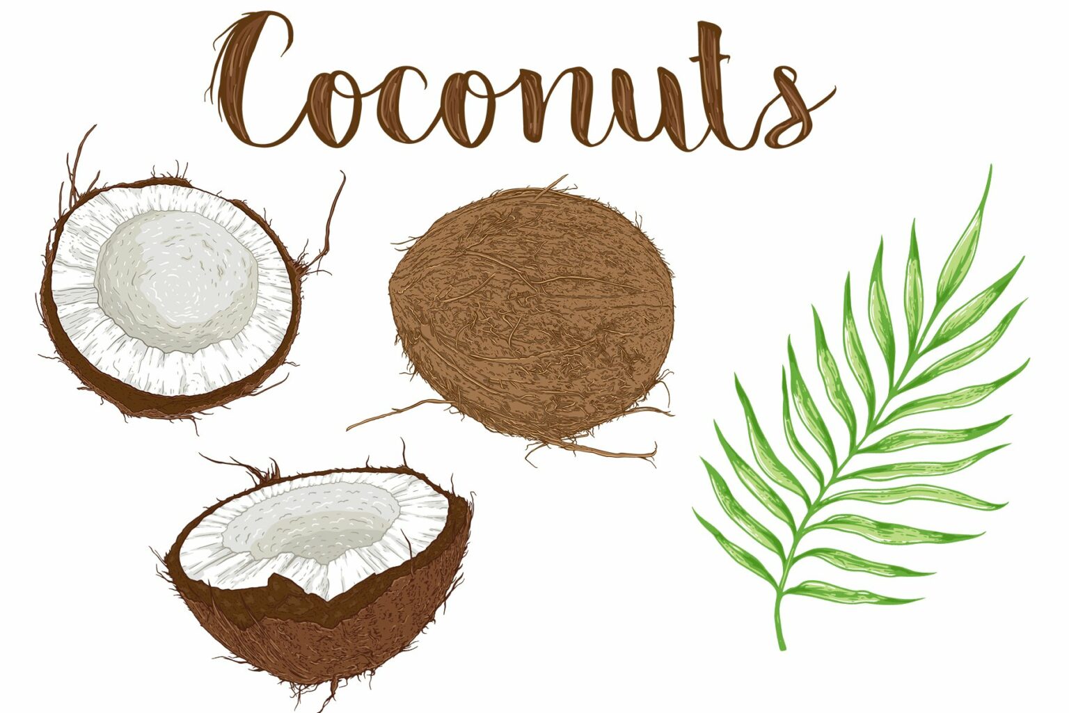 Coconut Design Kit – MasterBundles