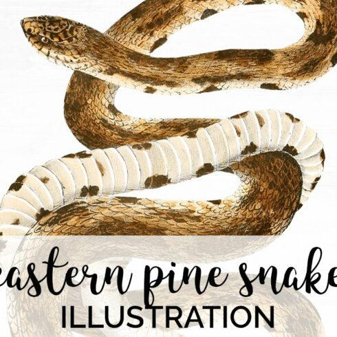 Snake Vintage Illustration | Master Bundles