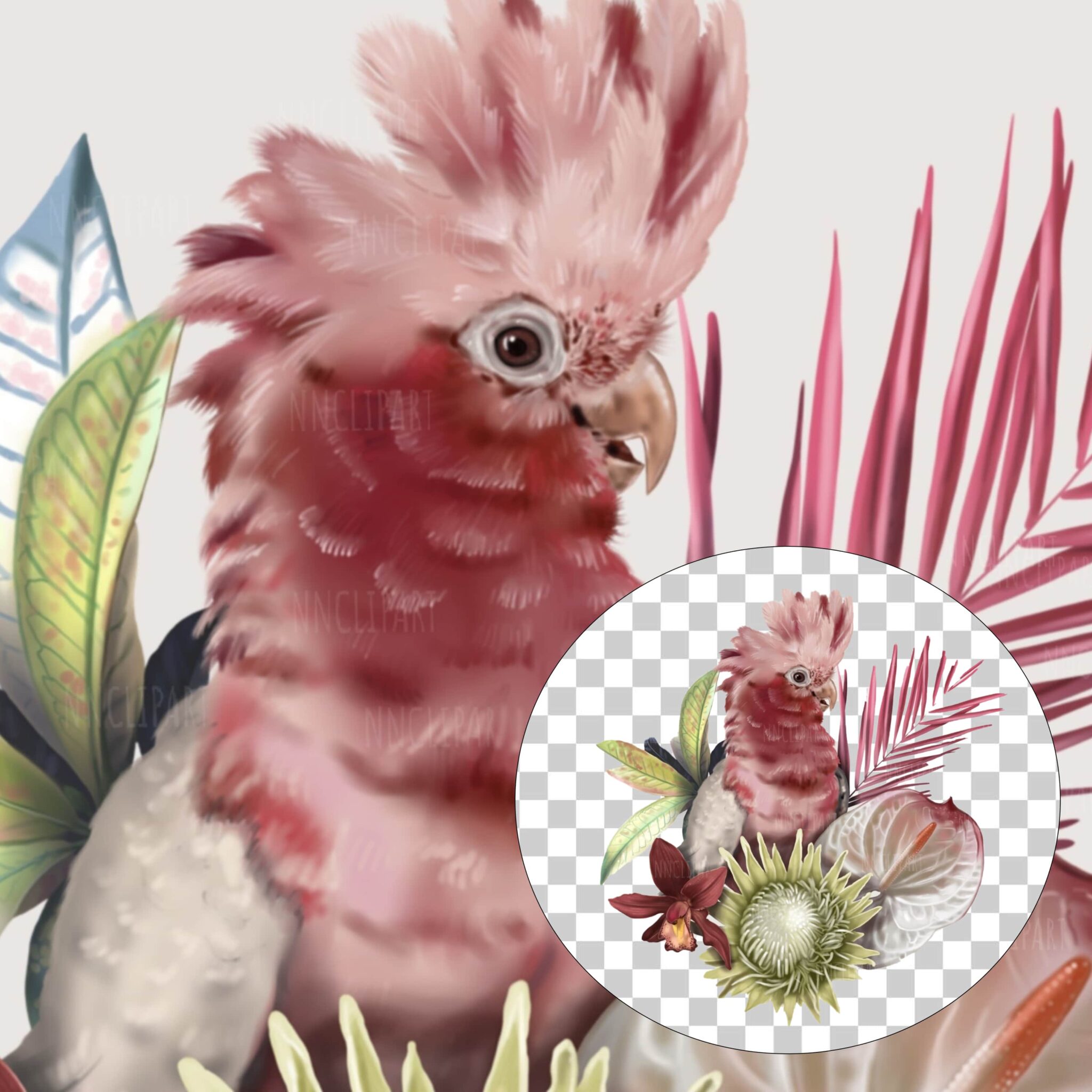 Cockatoo Vintage Bird Illustration Clip Art, Clipart – MasterBundles