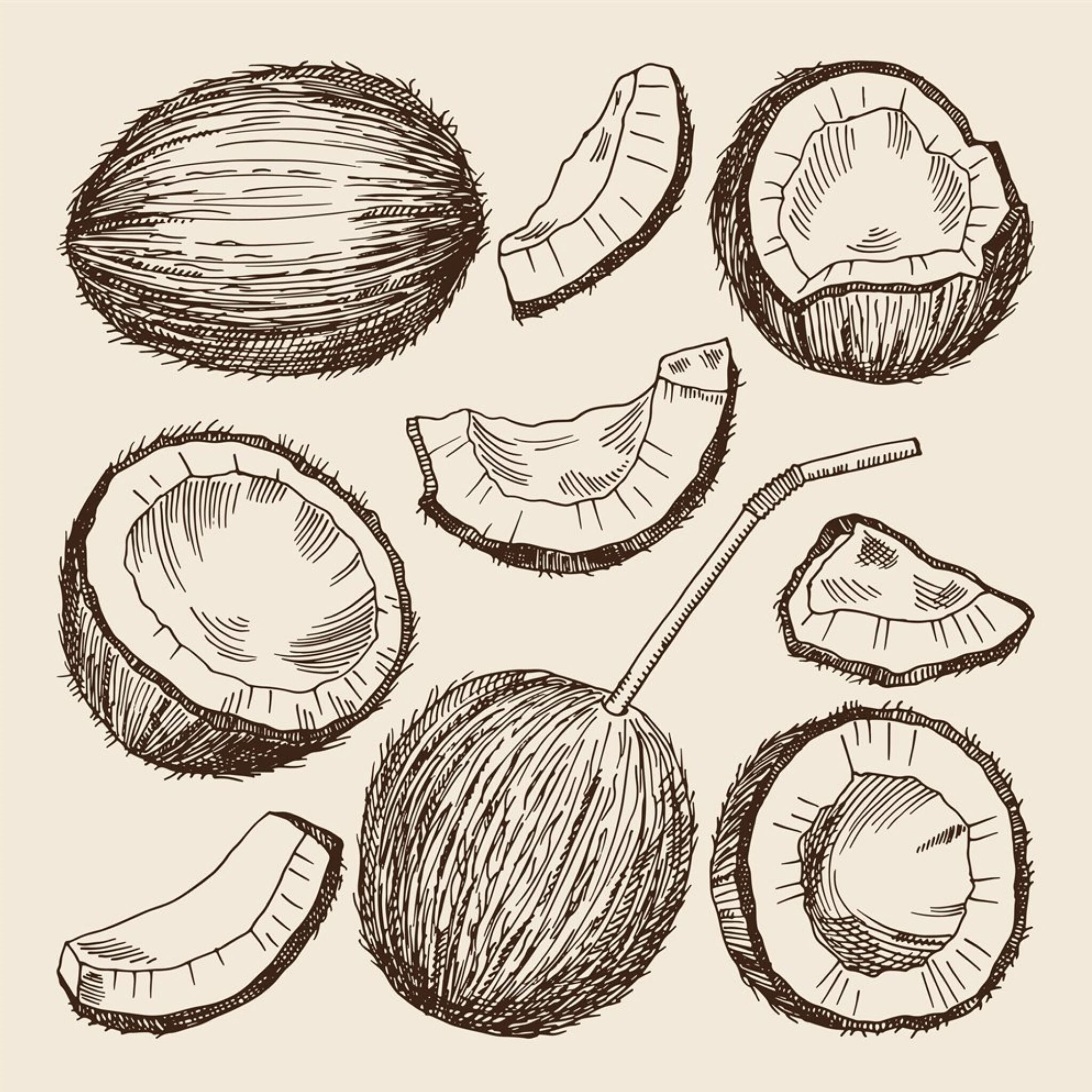 Hand Drawing Illustrations of Different Sides of Coconut – MasterBundles