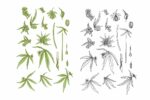 Hemp Plants Set. Color And Outline – MasterBundles