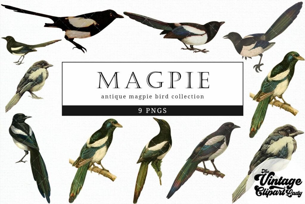 Magpie Vintage Bird illustration Clip Art, Clipart – MasterBundles