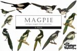 Magpie Vintage Bird illustration Clip Art, Clipart | Master Bundles