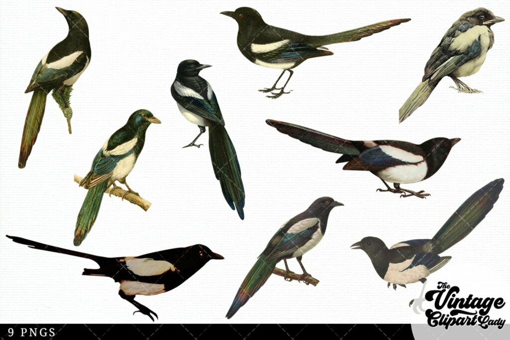 Magpie Vintage Bird illustration Clip Art, Clipart – MasterBundles