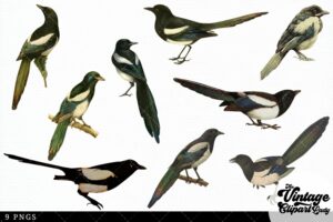 Magpie Vintage Bird illustration Clip Art, Clipart – MasterBundles