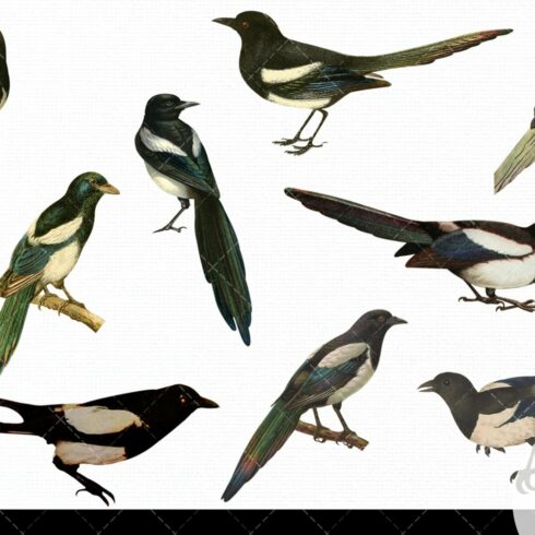 Magpie Vintage Bird illustration Clip Art, Clipart | Master Bundles