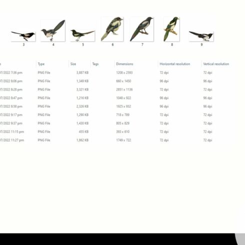 Magpie Vintage Bird illustration Clip Art, Clipart | Master Bundles