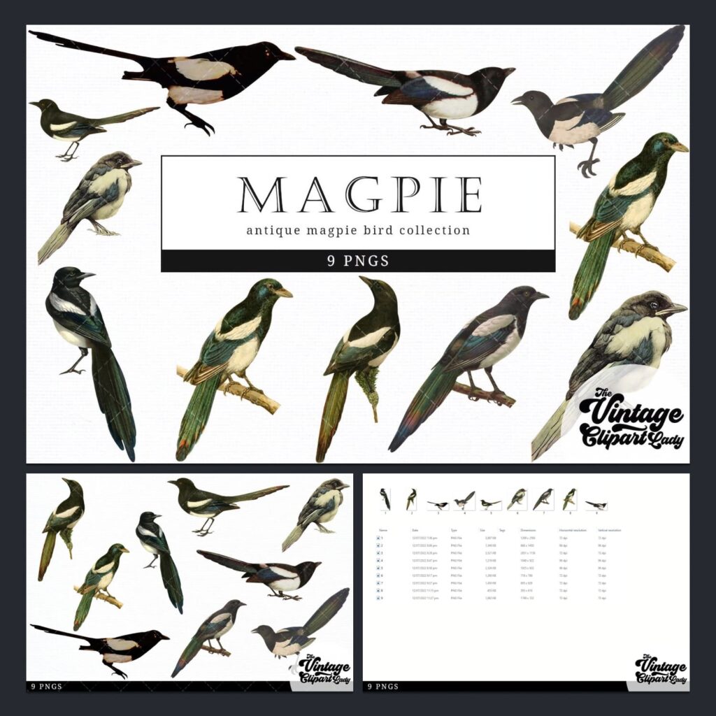 Magpie Vintage Bird illustration Clip Art, Clipart – MasterBundles
