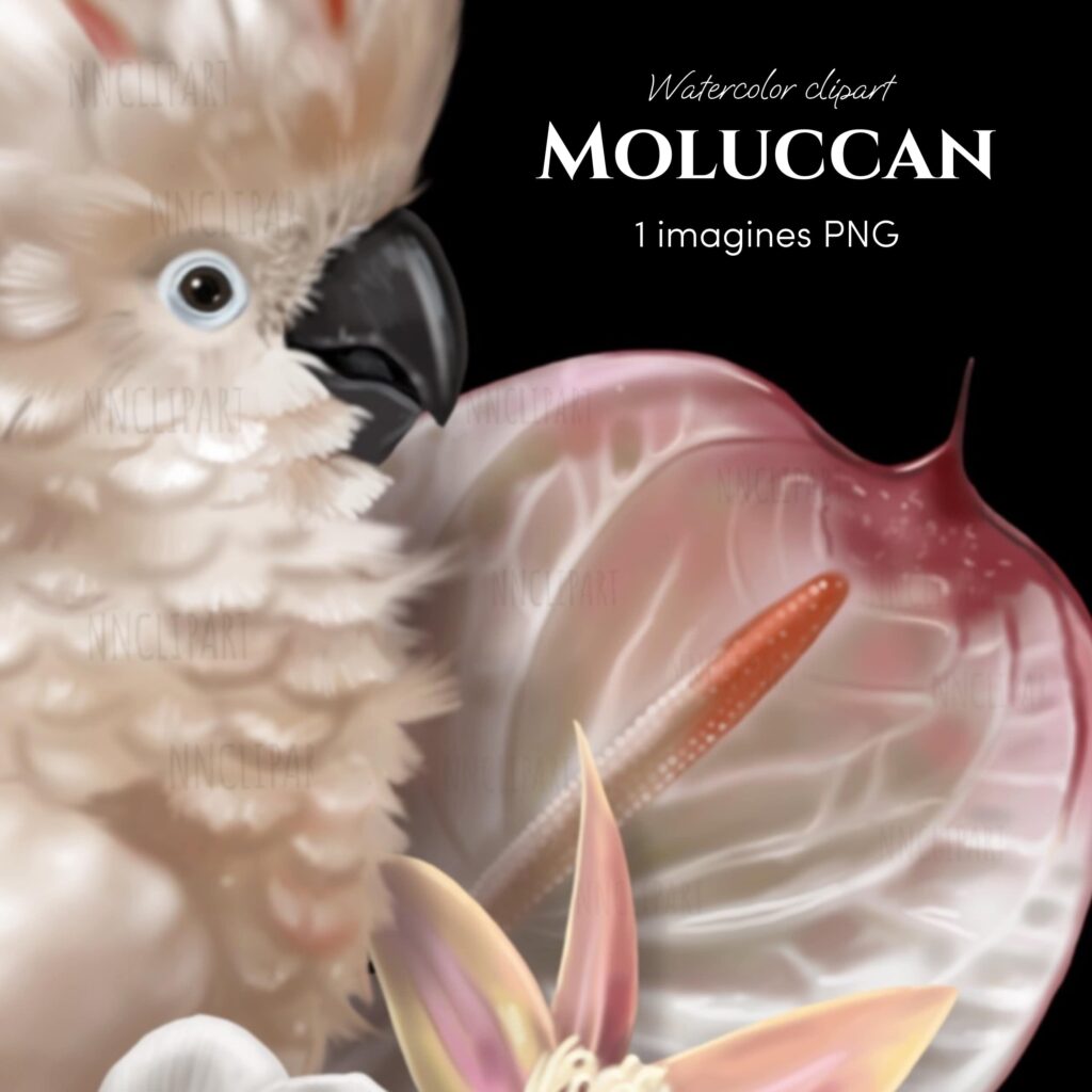 Moluccan Cockatoo Parrot, Watercolor Bouquet Clipart – MasterBundles