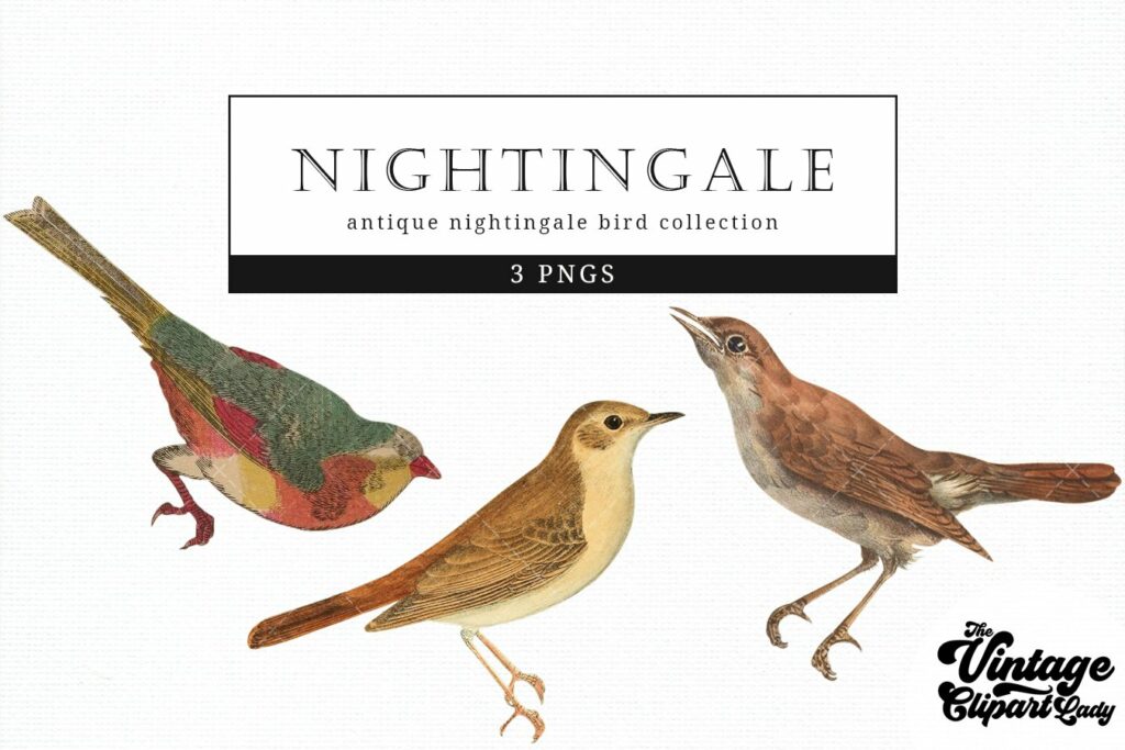 Nightingale Vintage Bird illustration Clip Art, Clipart – MasterBundles