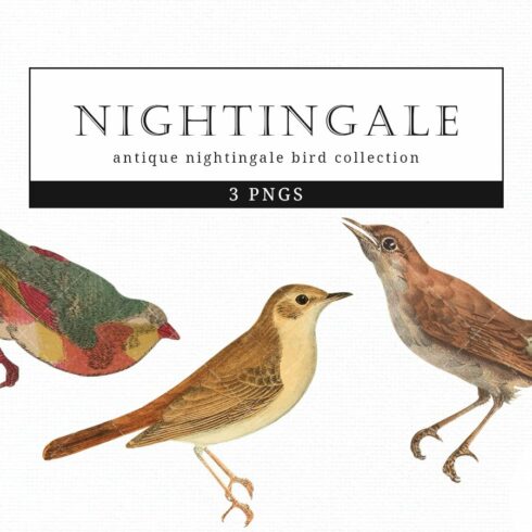 Nightingale Vintage Bird illustration Clip Art, Clipart | Master Bundles