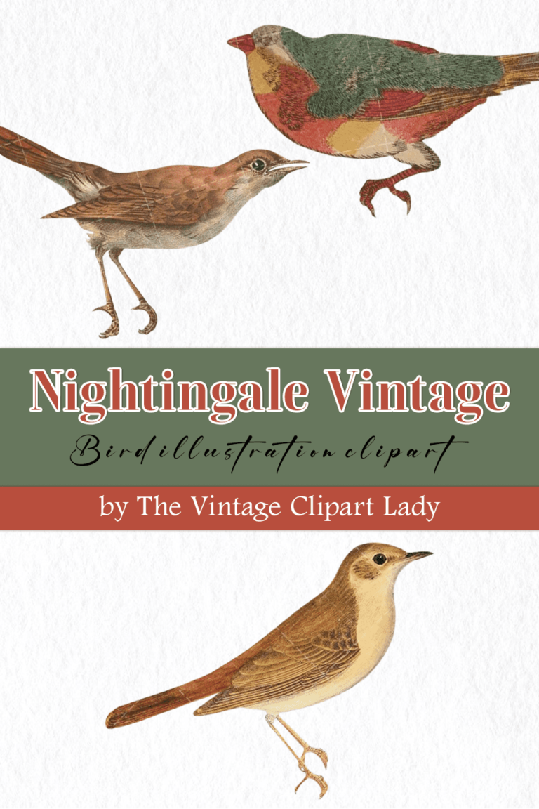 Nightingale Vintage Bird illustration Clip Art, Clipart – MasterBundles