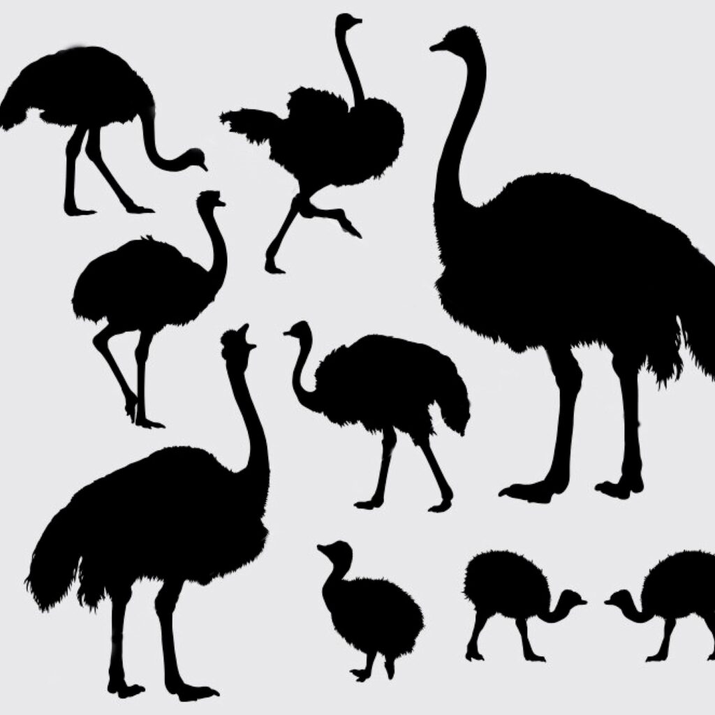 Ostrich Bird Silhouette – MasterBundles