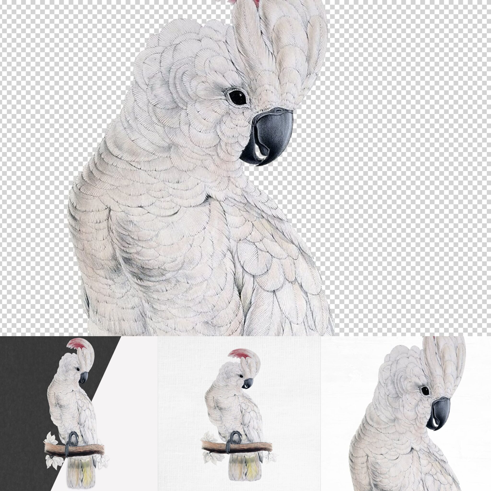 Parrot Salmon Crested Cockatoo Parrot – MasterBundles