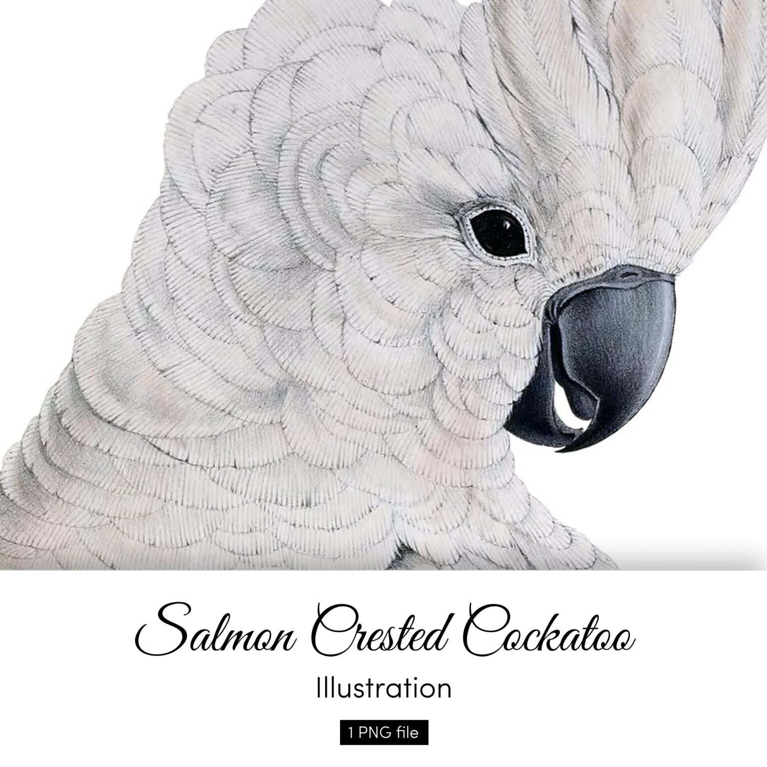 Cockatoo Ink Lineart, Parrot Clip Art, Bird Vector File | Master Bundles