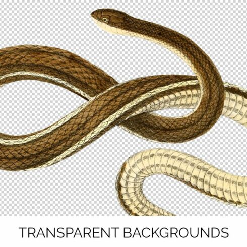 Snake Bundle Vintage Clipart | Master Bundles
