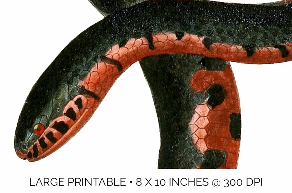 Snake Bundle Vintage Clipart – MasterBundles