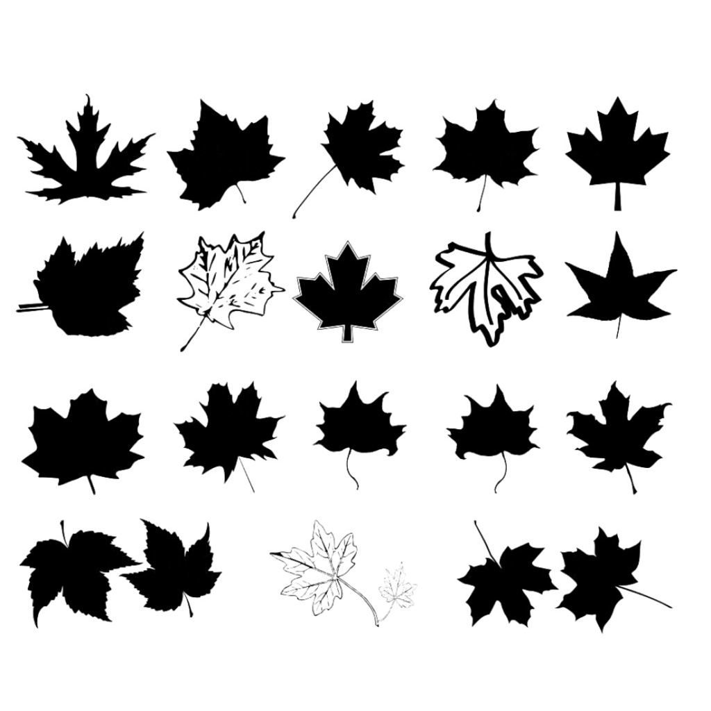 Maple Leaf Silhouette Bundle - MasterBundles