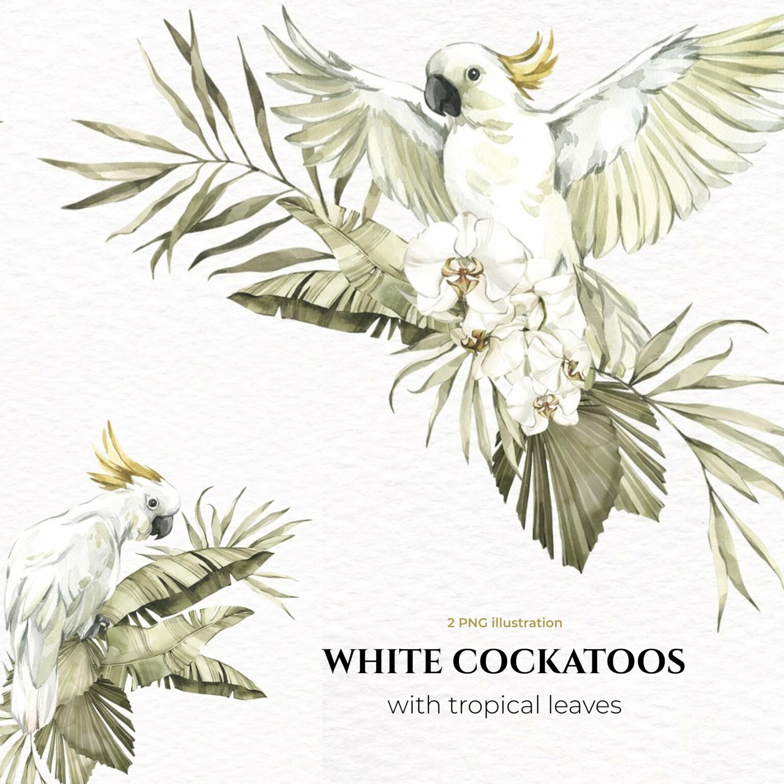 Cockatoo Svg File, Animal Svg, Cockatoo Cut File, Bird Svg | Master Bundles