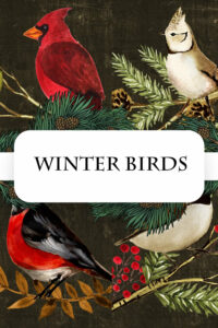 Winter Birds Illustrations – MasterBundles