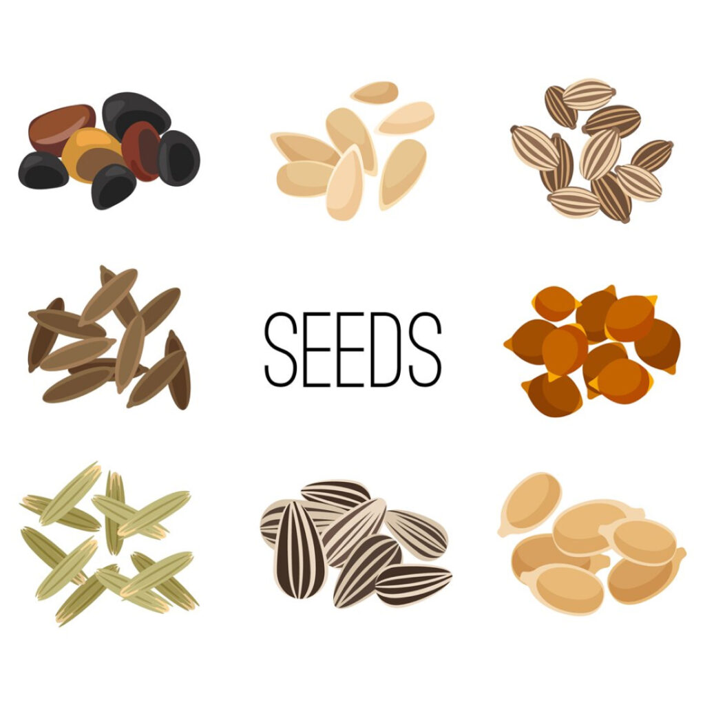 Grains and Seeds Isolated on White Background – MasterBundles