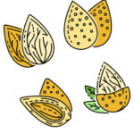 Almond Icon Set Line Color Vector – MasterBundles